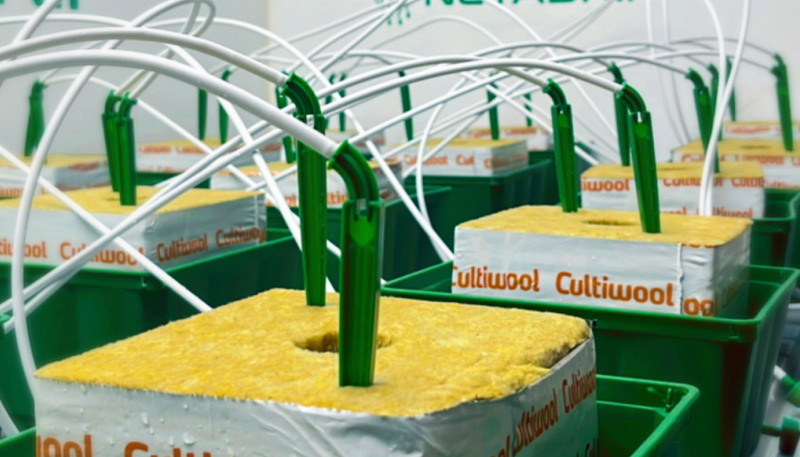 Crop steering en coco: estrategia avanzada de riego para cannabis